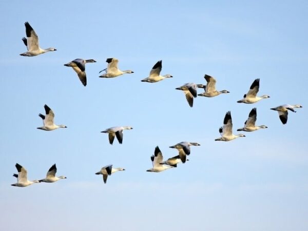 Airflow Modeling over a Flying Bird, ANSYS Fluent CFD Simulation ...